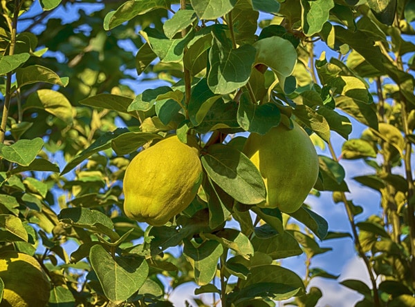 Coings dans tous les coins ! | 4 saisons n°196 - Terre Vivante