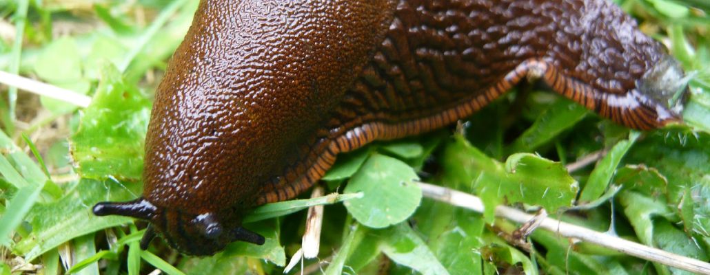 11 techniques naturelles anti-limaces — Terre Vivante