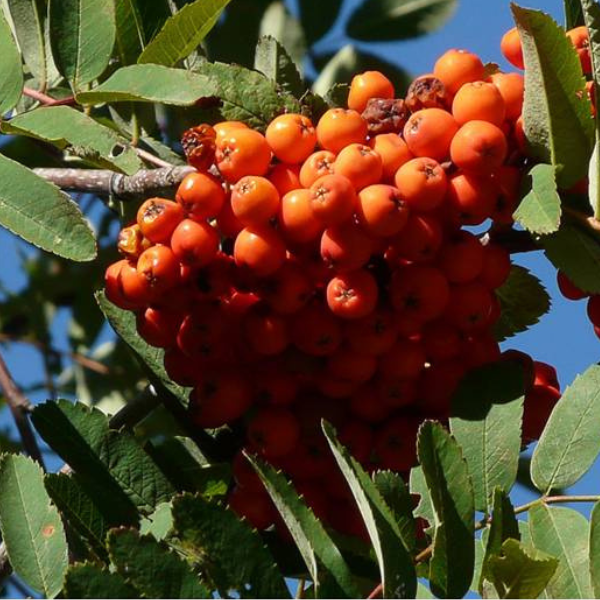 La forêt jardin : strate arbustive haute - Terre Vivante
