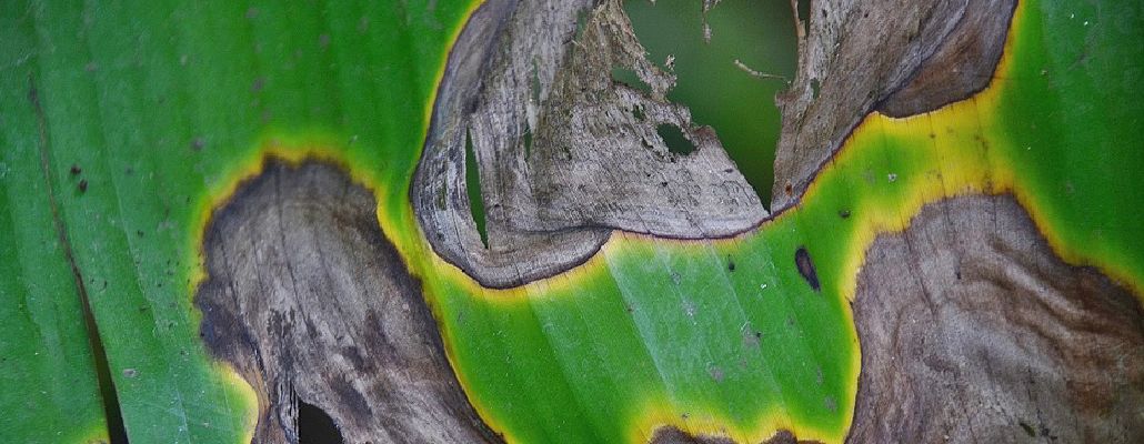 Carences des plantes en azote, phosphore et potassium - Terre Vivante