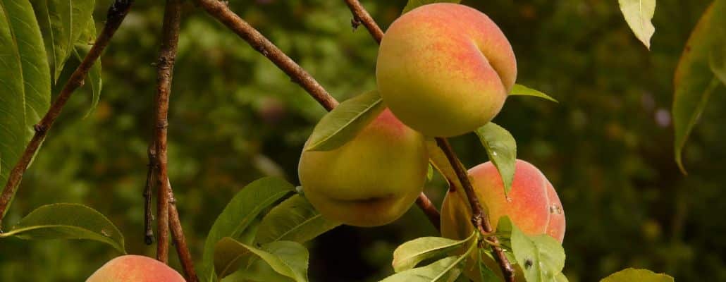 La chlorose ferrique : cause et traitement - Terre Vivante