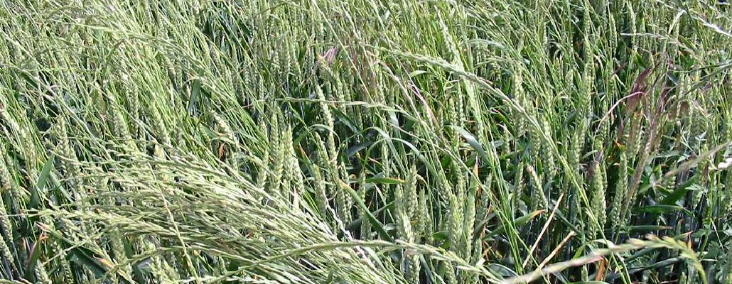 Comment lutter contre le chiendent ? - Terre Vivante