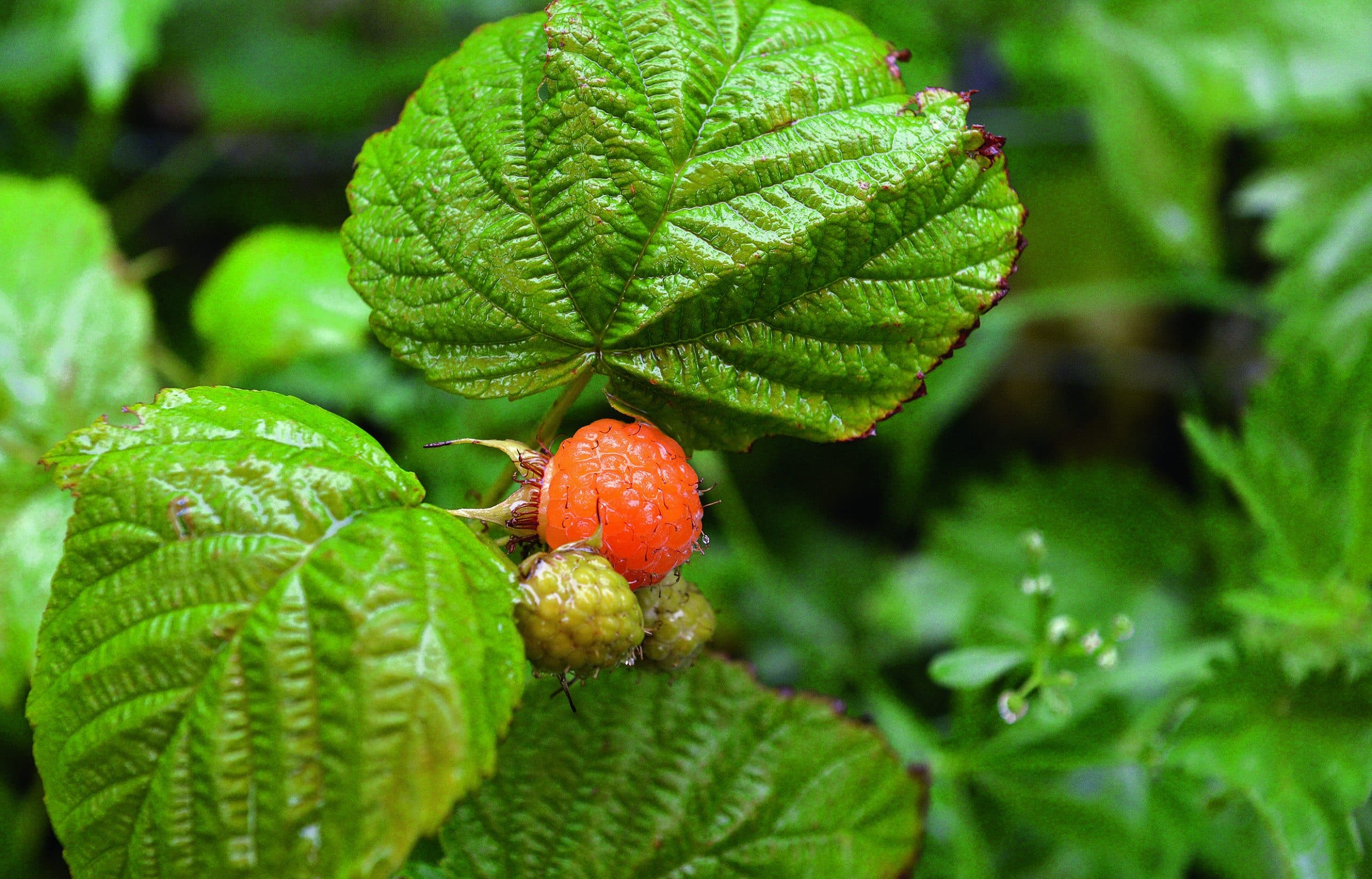 La forêt jardinée : strate arbustive basse - Terre Vivante