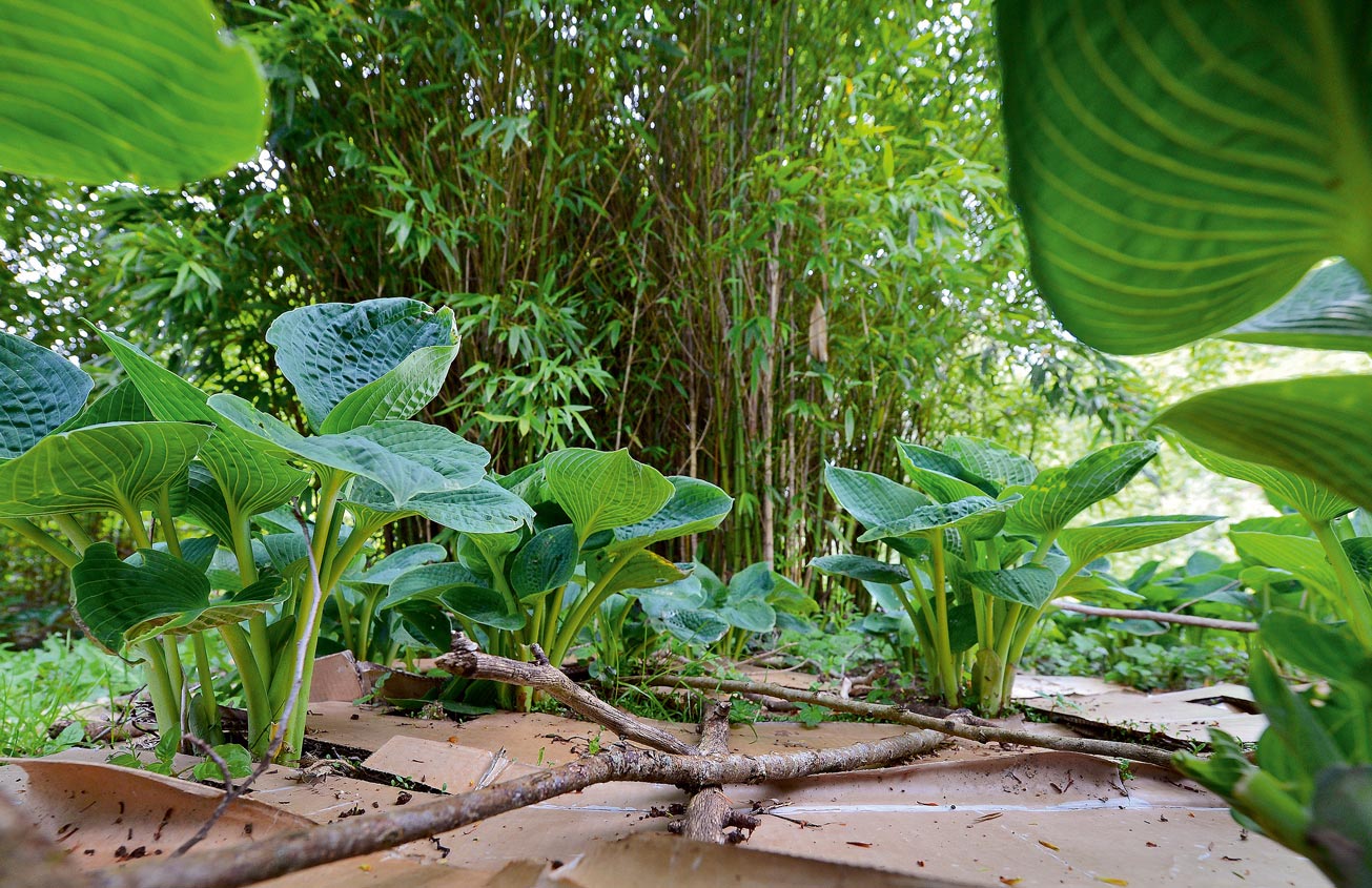 Forêt jardin : la strate vivace - Terre Vivante - Permaculture