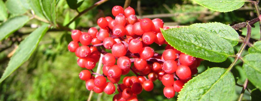 La forêt jardin : strate arbustive haute - Terre Vivante