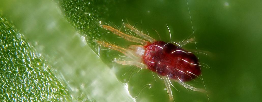 Lutter contre le tétranyque tisserand - Terre Vivante