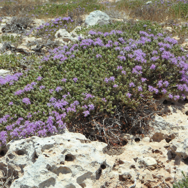 Le thym : culture et bienfaits - Terre Vivante - Vertus des plantes