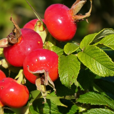 Le cynorrhodon : culture, bienfaits et recettes - Terre Vivante ...