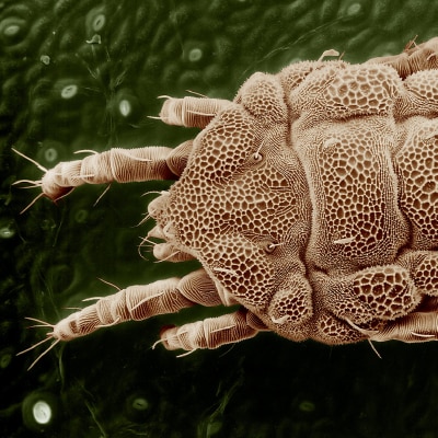 Éviter les acariens dans le lit - Terre vivante - Nos solutions