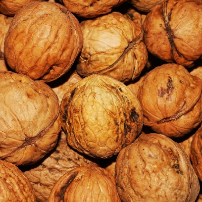 Noix : bienfaits et culture - Terre Vivante - Vertus des plantes