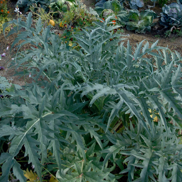 Cardon : culture, semis, entretien, récolte - Terre Vivante