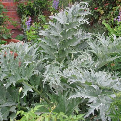 Cardon : culture, semis, entretien, récolte - Terre Vivante