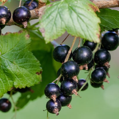 Comment cultiver et planter un cassissier ? - Terre Vivante