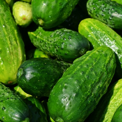 Culture du cornichon : semis, entretien et récolte - Terre Vivante