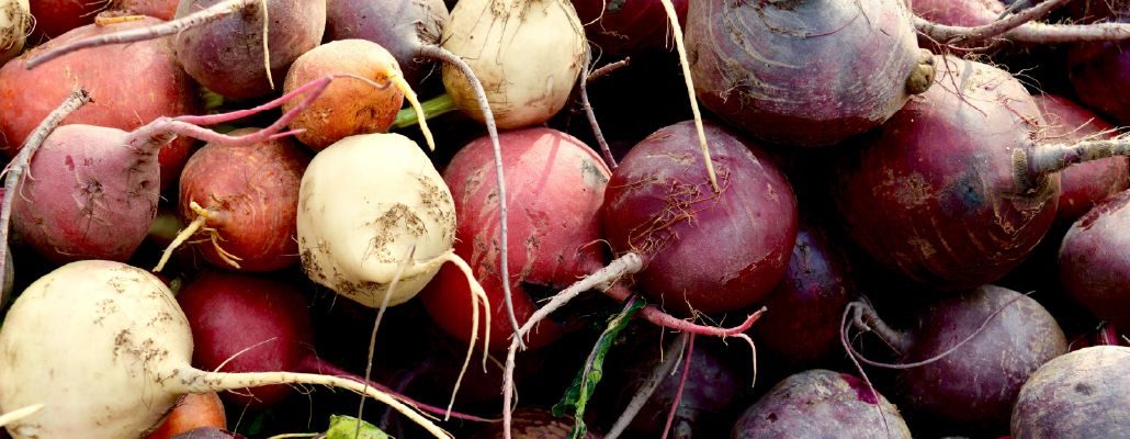 Culture de la betterave : plantation, entretien et récolte - Terre Vivante