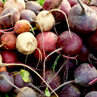 Culture de la betterave : plantation, entretien et récolte - Terre Vivante