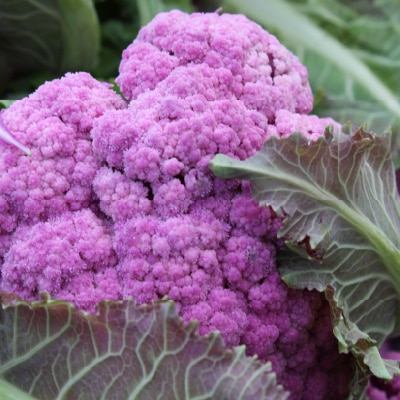 Culture du chou-fleur : semis, entretien et récolte - Terre Vivante