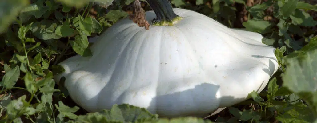Pâtisson : culture, semis, entretien, récolte - Terre Vivante
