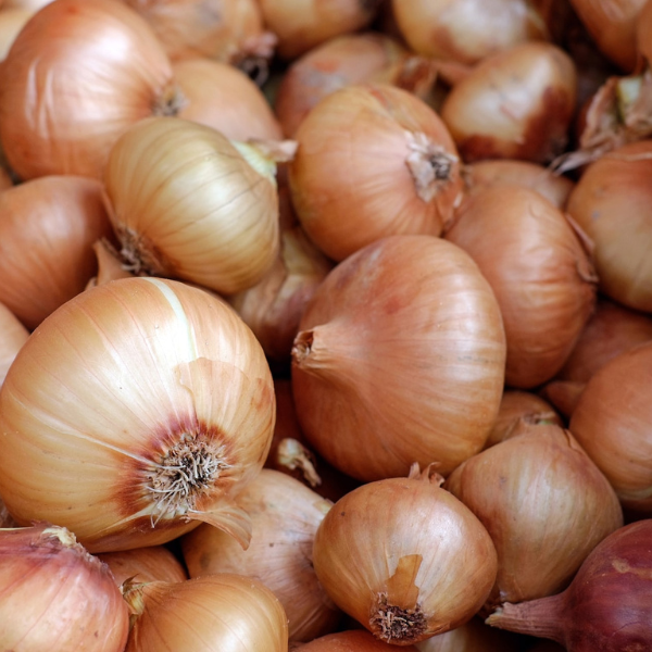 Culture de l'oignon : variétés, semer, planter et récolter - Terre Vivante