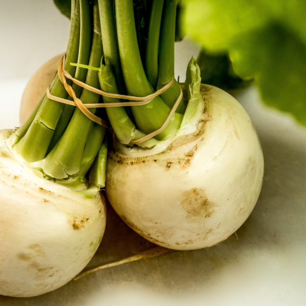 Culture du navet : semer, entretenir, récolter - Terre Vivante