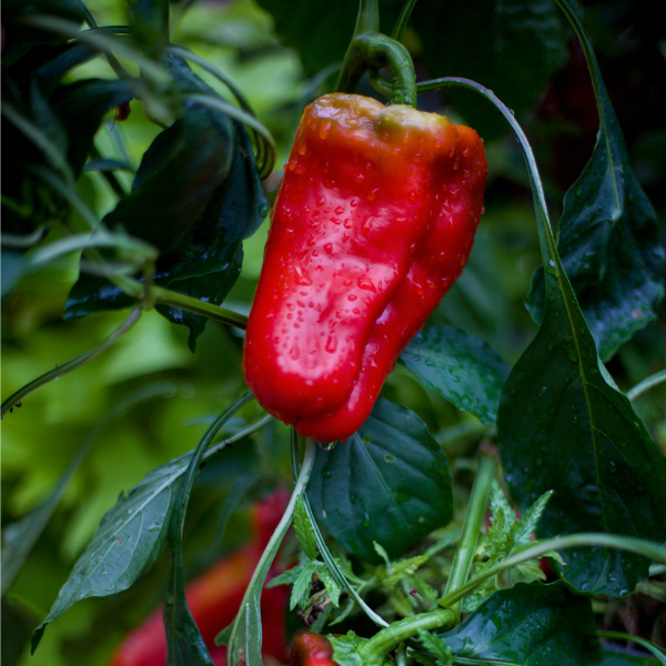 Culture du poivron : variétés, plantation, entretien, récolte - Terre ...