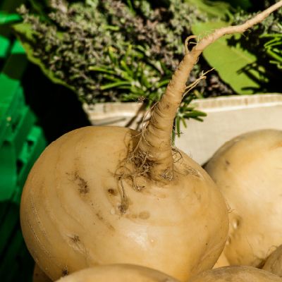 Culture du navet : semer, entretenir, récolter - Terre Vivante