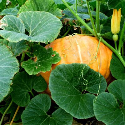 Potiron : culture, variétés, plantation, récolte - Terre Vivante