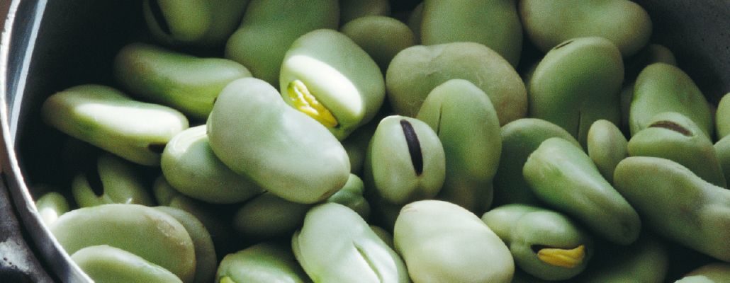 Quand et comment semer les fèves au potager ? - Terre Vivante Quand et comment semer les fèves au potager ? - Terre Vivante