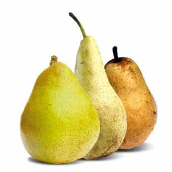 Poire - Terre Vivante