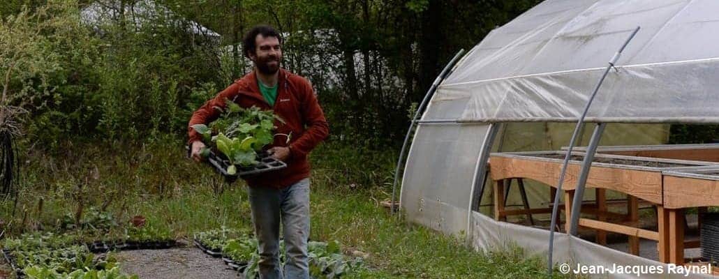 Brède mafane : la cultiver et la consommer aisément - Terre Vivante