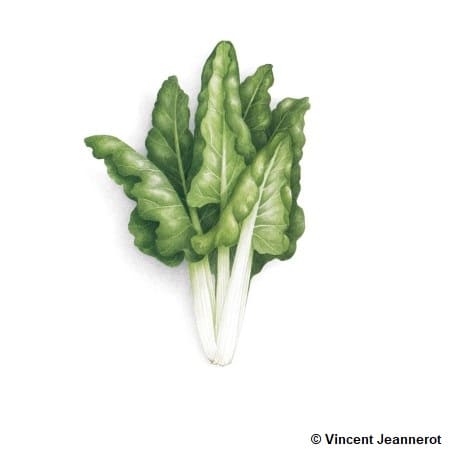 Blettes (ou poirée) - Terre Vivante