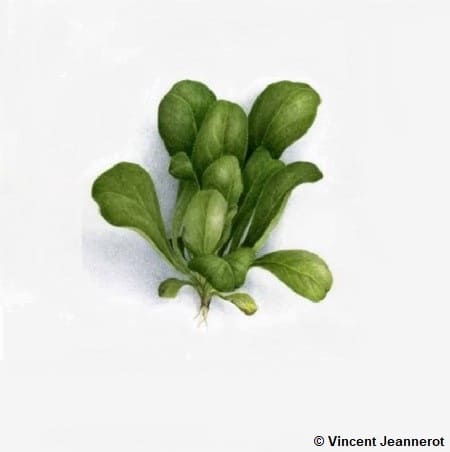 Mâche - Terre Vivante