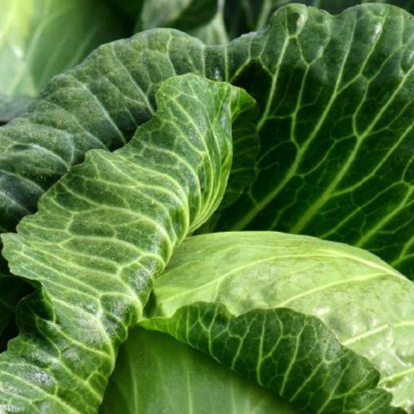 Comment cultiver le chou pommé ? - Terre Vivante