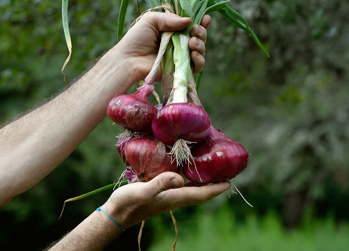 Expérimentation : les oignons doux à l'honneur - Terre Vivante
