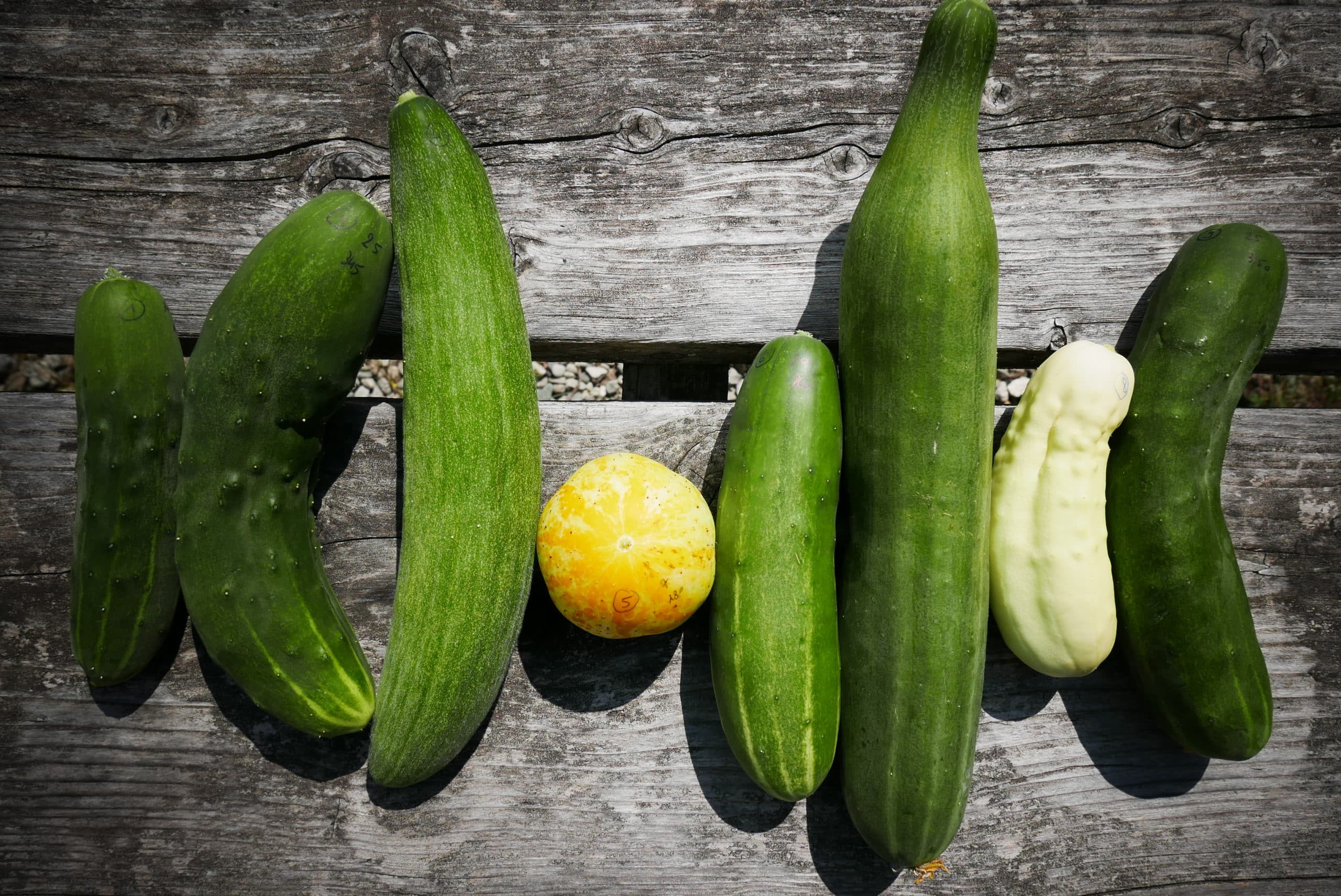 Expérimentation : Déﬁlé de concombres - Terre Vivante