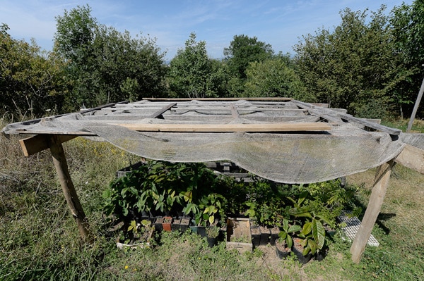 Conseils pour créer une forêt-jardin | 4 saisons n°240 - Terre Vivante Conseils pour créer une forêt-jardin | 4 saisons n°240 - Terre Vivante