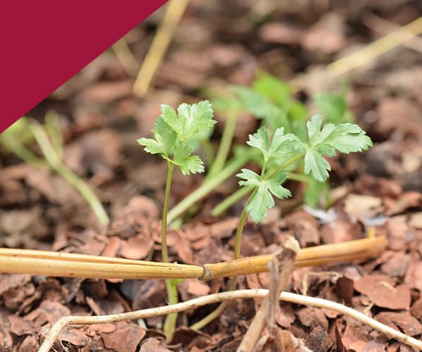 Vive les plantules ! - Terre Vivante