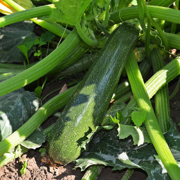 Comment cultiver et planter la courgette ? - Terre Vivante