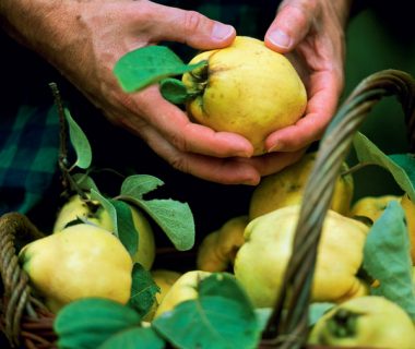 L'écologie pratique - Terre Vivante