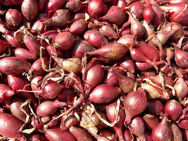 Culture de l'échalote : semis, entretien, récolte - Terre Vivante