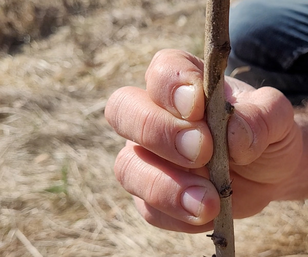 La greffe à l'anglaise - Terre Vivante