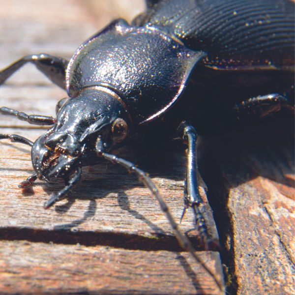Les coléoptères - Terre Vivante