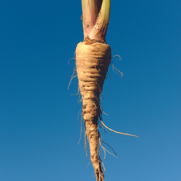 Le panais (Pastinaca sativa L., Apiacées) - Terre Vivante