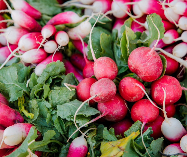 Radis : semer, entretenir et récolter - Terre Vivante