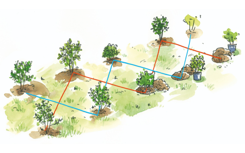 Réussir ses plantations pour une haie refuge de biodiversité ! - Terre ...