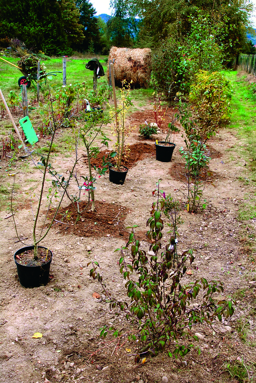 Réussir ses plantations pour une haie refuge de biodiversité ! - Terre ...