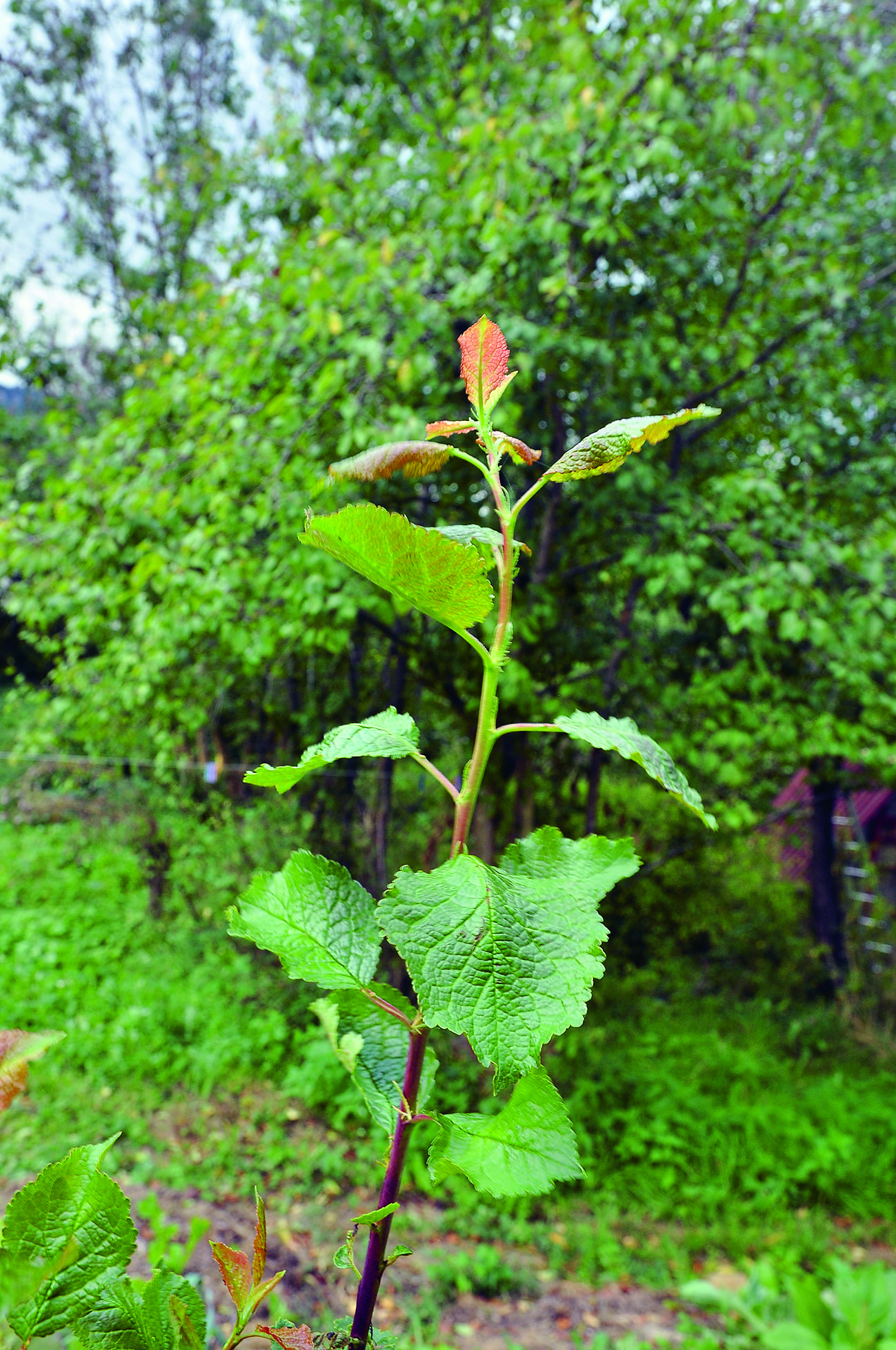 Une histoire d’arbre - Terre Vivante