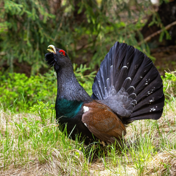 Au secours du grand tétras - Terre Vivante