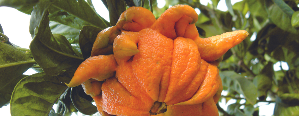 Bien choisir l’espèce et la variété de ses agrumes bio - Terre Vivante