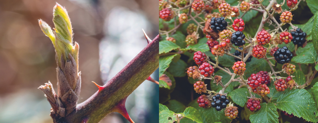 La ronce en gemmothérapie et phytothérapie - Terre Vivante